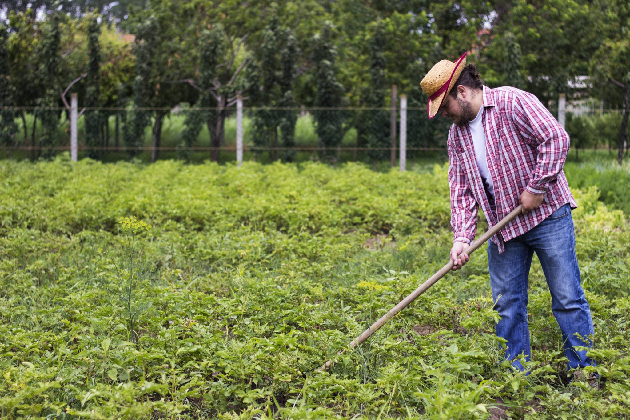 The Tares (Part II) - America's Keswick Christian Retreat and ...