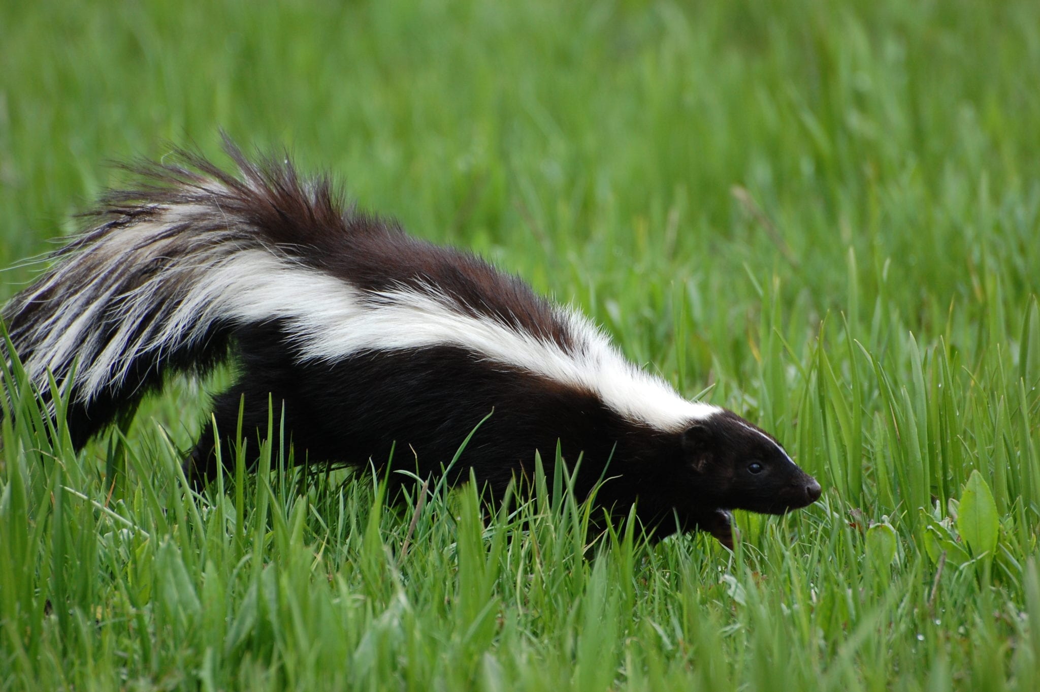 A Rose or a Skunk? - America's Keswick Christian Retreat and Conference ...