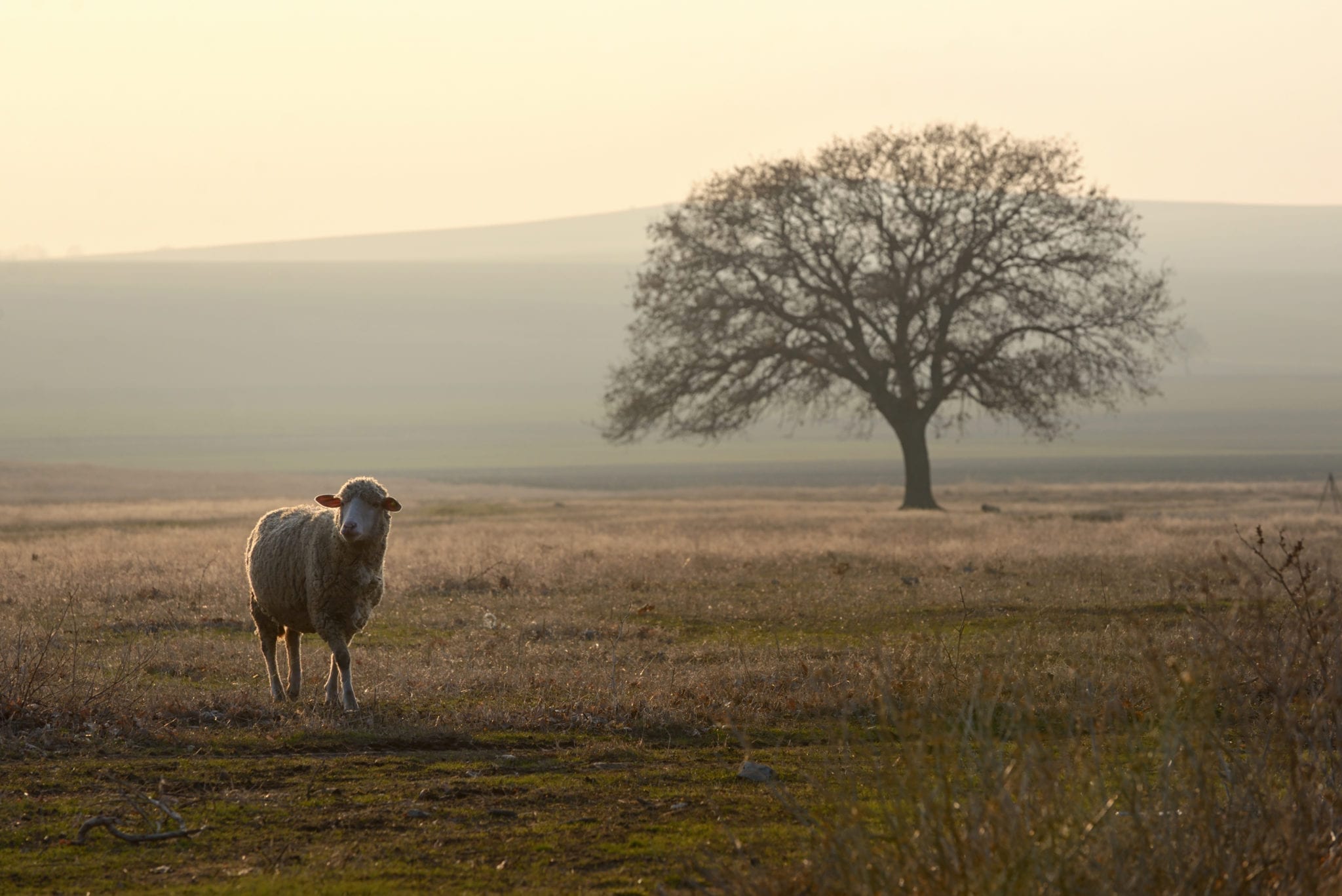 The Beaten Sheep - America's Keswick Christian Retreat and Conference ...