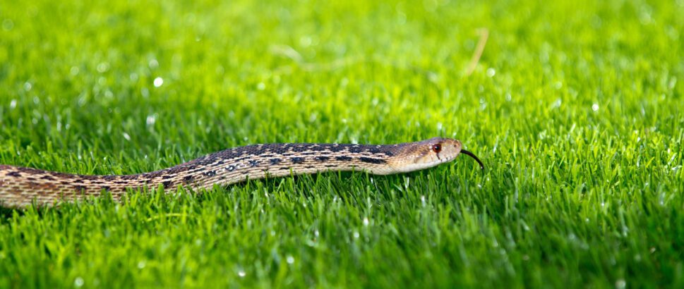Snakes and Sin - America's Keswick Christian Retreat and Conference Center